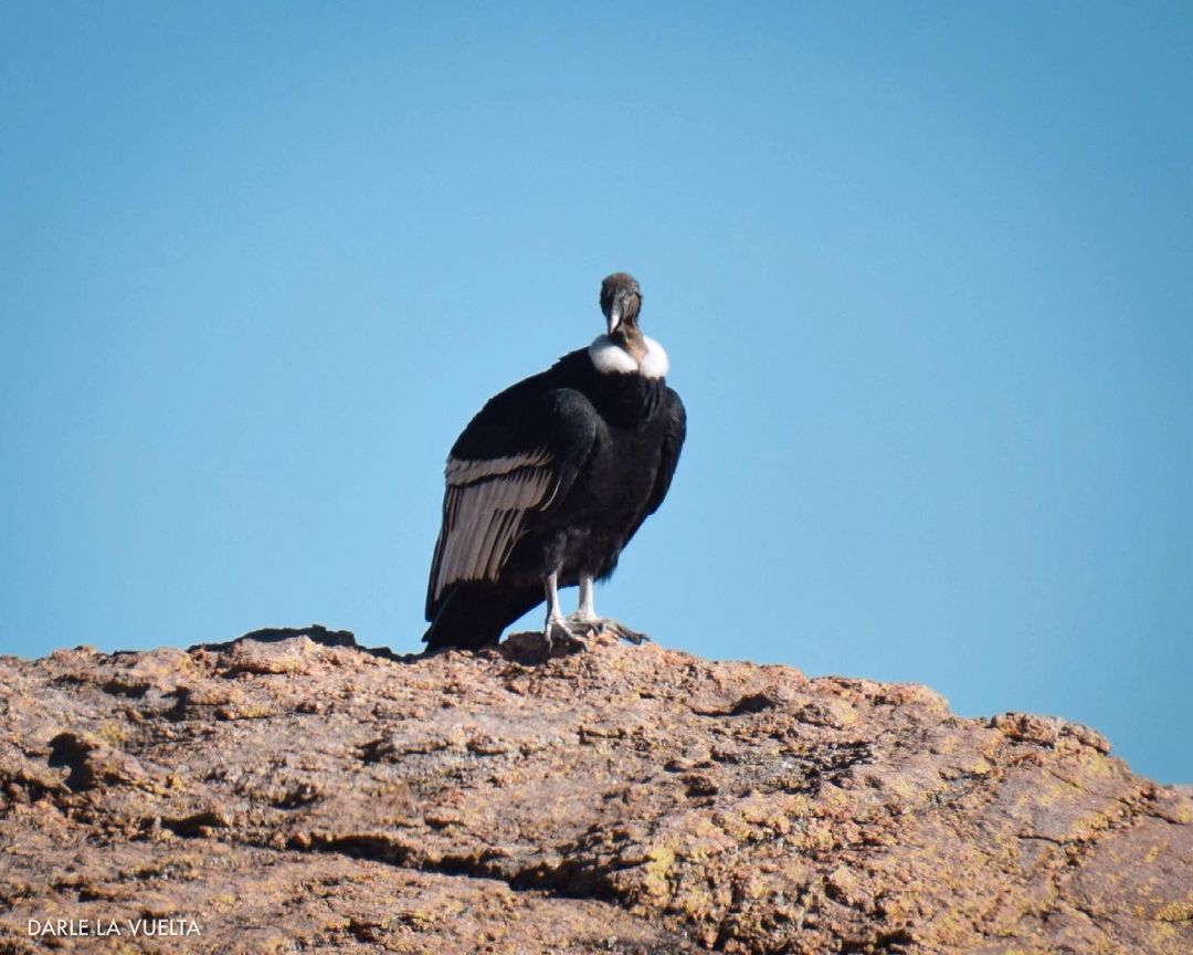 CÓNDOR Es el ave voladora más grande del mundo y tenemos e… – Darle la ...